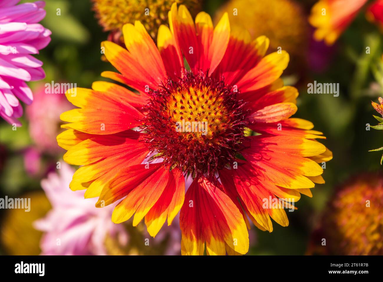 Gaillardia aristata red yellow flower in bloom, common blanketflower ...