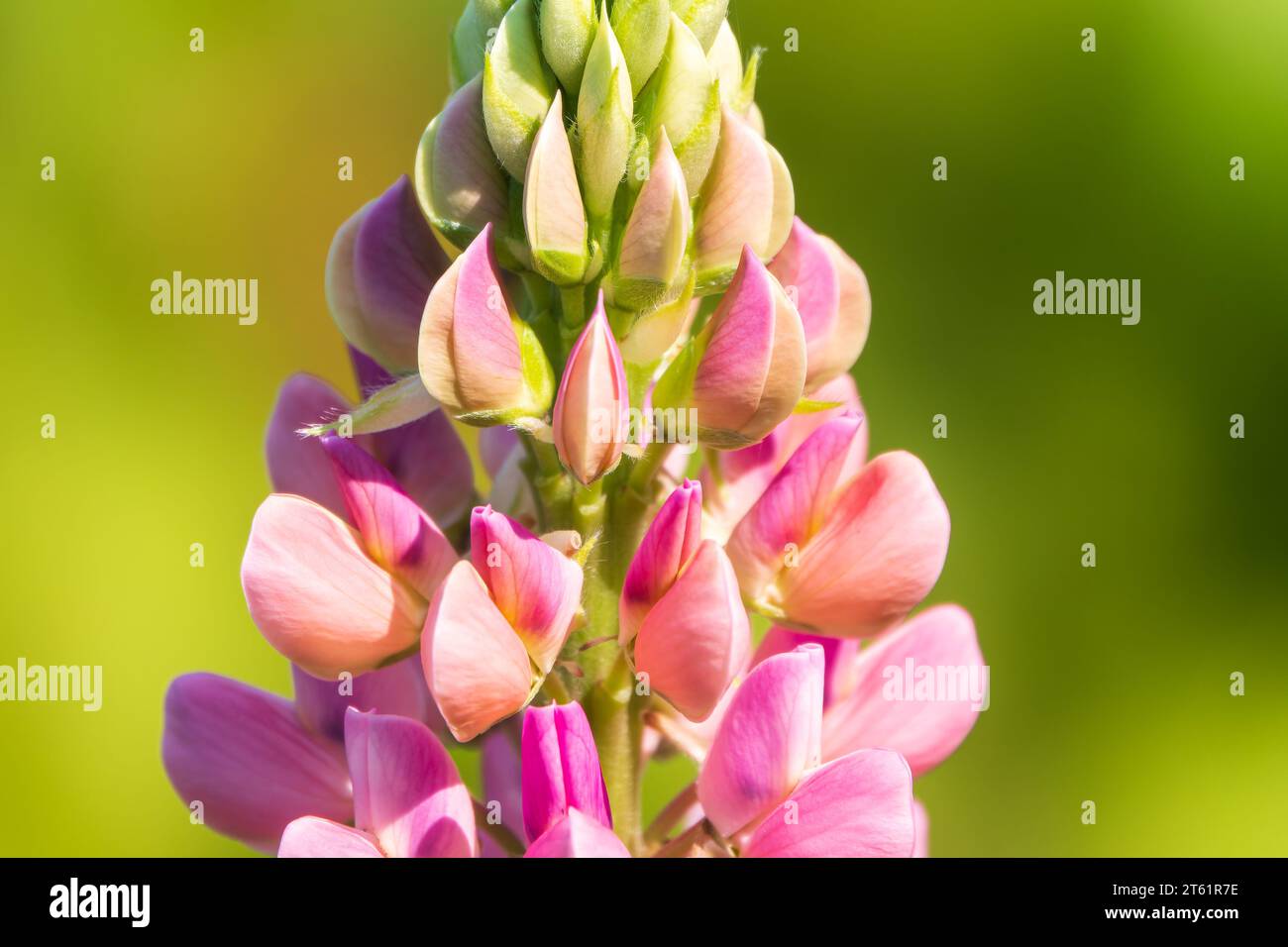 Lupins, lupin plant, lupinus, with pink flowers growing in a back ...