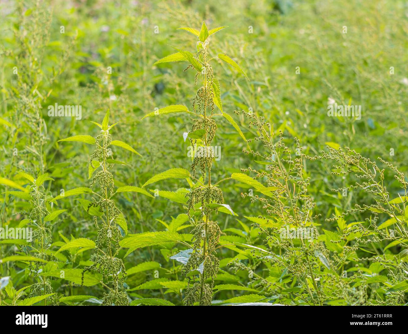 The nettle, Urtica dioica, with green leaves grows in natural thickets ...