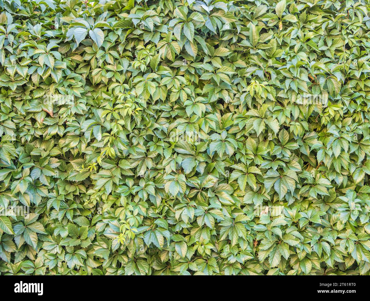 Green leaves wall background. Nature of green leaf in garden at summer ...