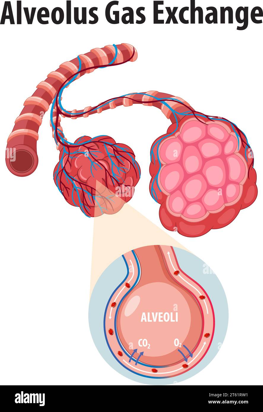 Illustration of human respiratory system anatomy and gas exchange in ...