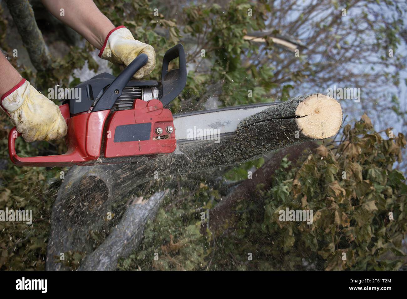 Chainsaw cutting through tree technology hi-res stock photography and ...