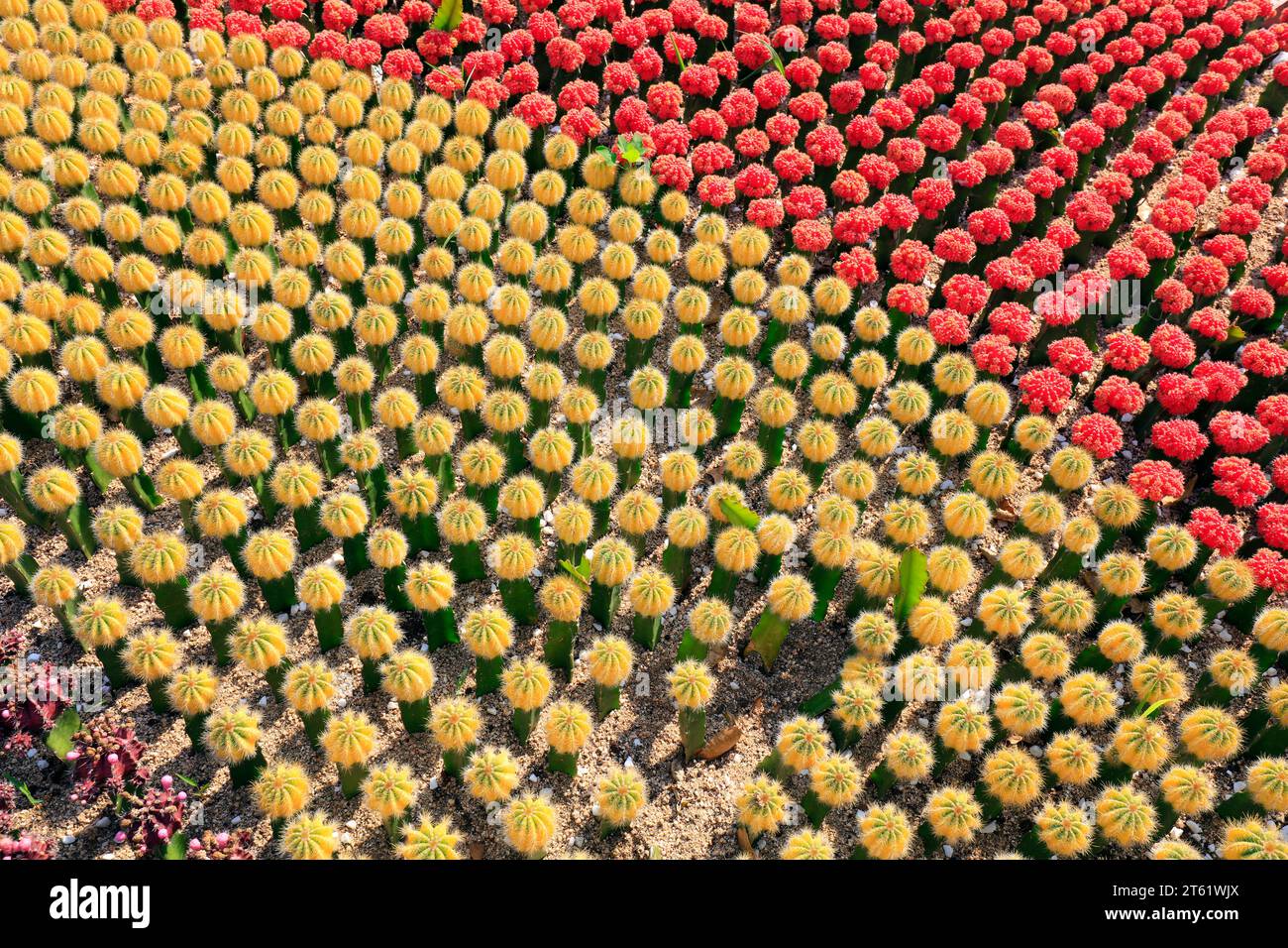 cactus plants grafted cactus Stock Photo - Alamy