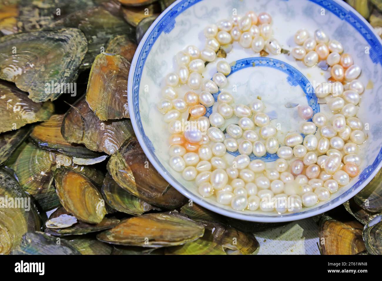 Mussel shell calcium carbonate hi-res stock photography and images - Alamy