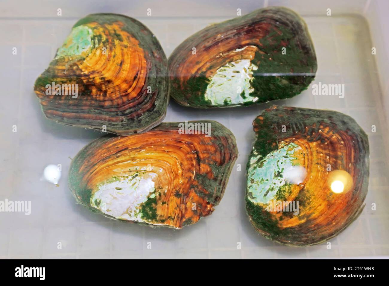 pearl mussel in the water Stock Photo - Alamy