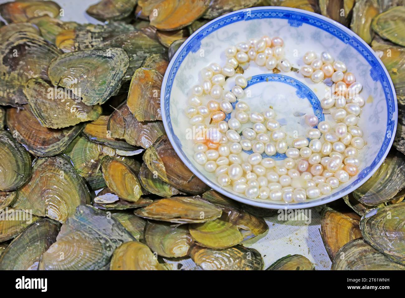 Pearl mussel and plate Stock Photo - Alamy