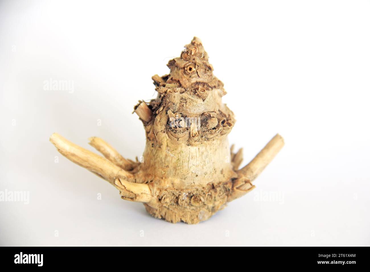 Plant roots on white background Stock Photo - Alamy