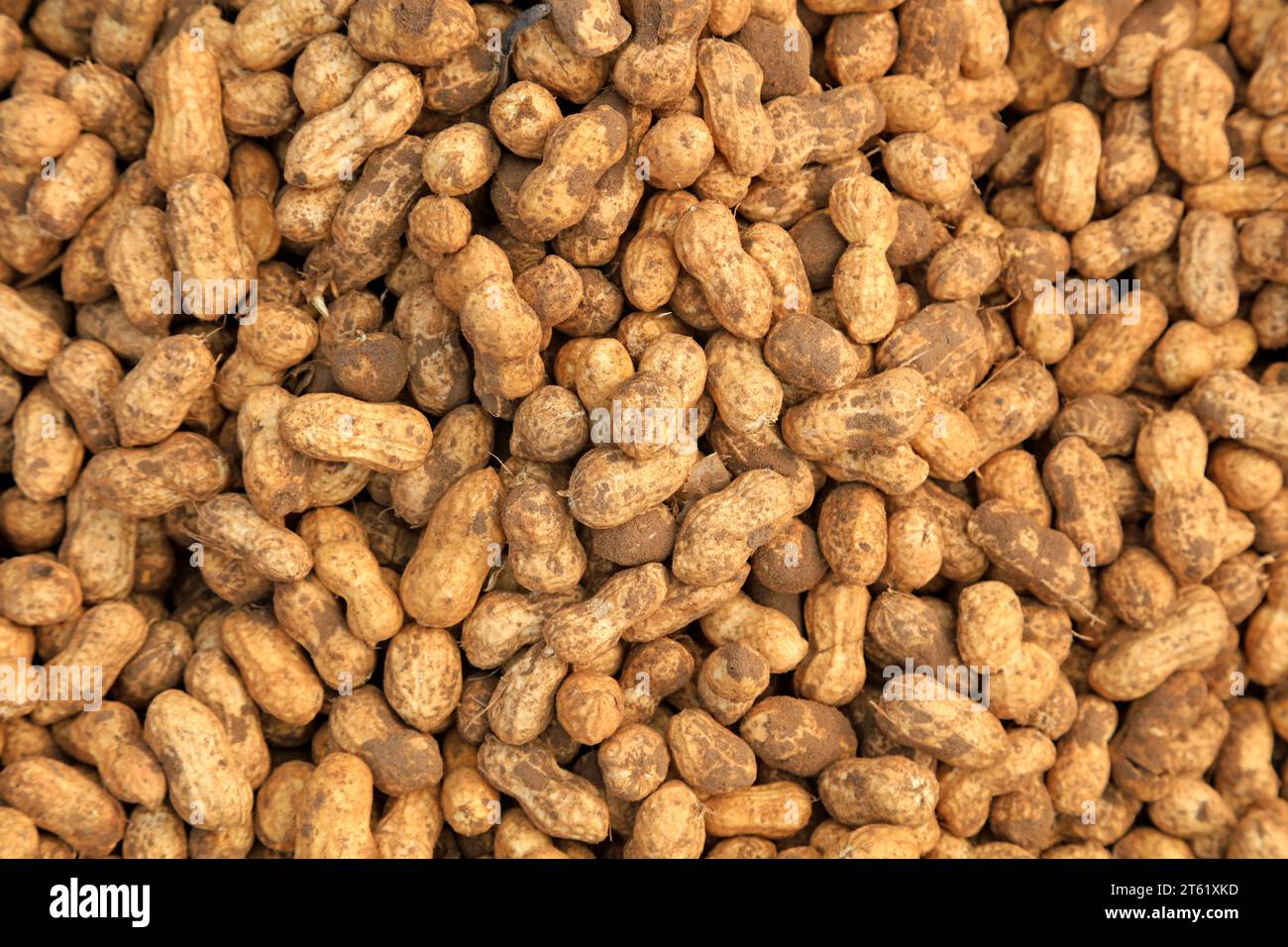 Peanut fruit hi-res stock photography and images - Alamy