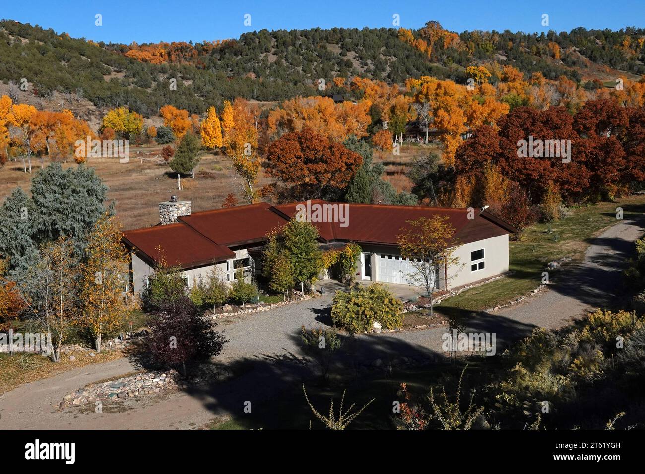 A group of ponderosa pine trees turn yellow during autumn surrounding a ...