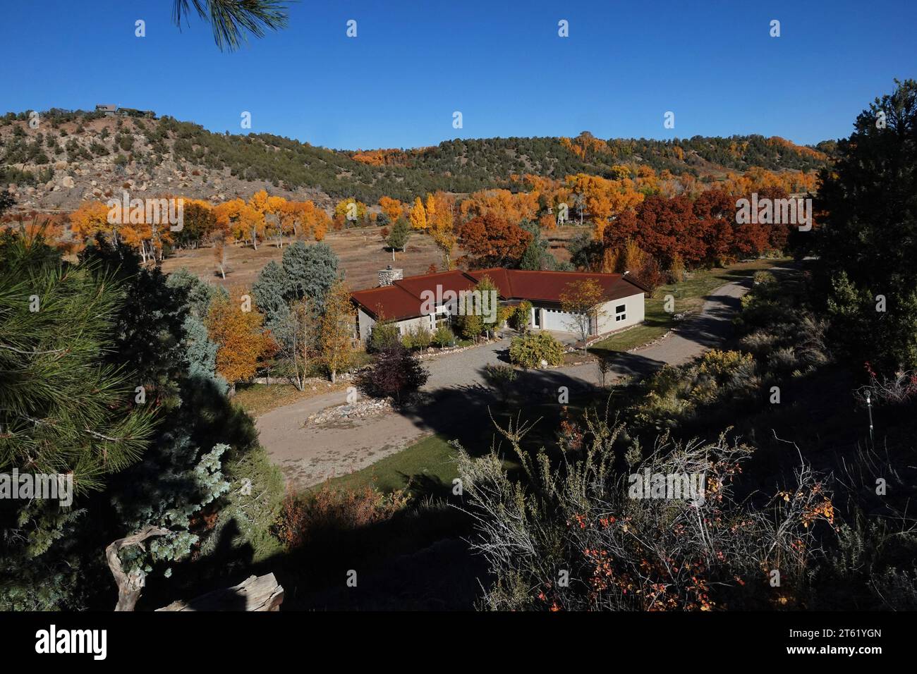 A group of ponderosa pine trees turn yellow during autumn surrounding a ...