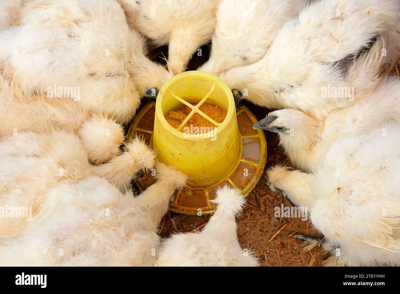 Bone chicken hi-res stock photography and images - Alamy
