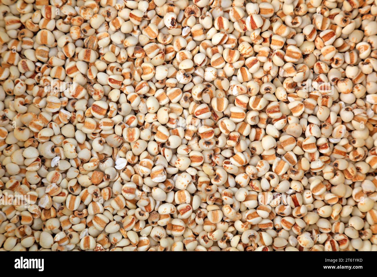 Coix seeds hi-res stock photography and images - Alamy