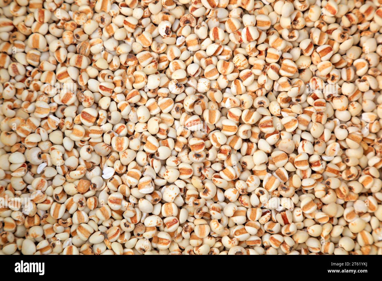 Coix seeds hi-res stock photography and images - Alamy
