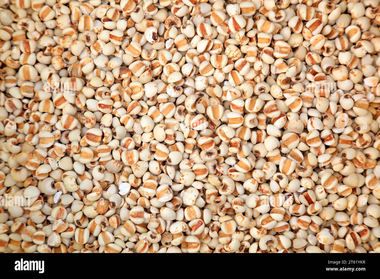 Coix seed hi-res stock photography and images - Alamy