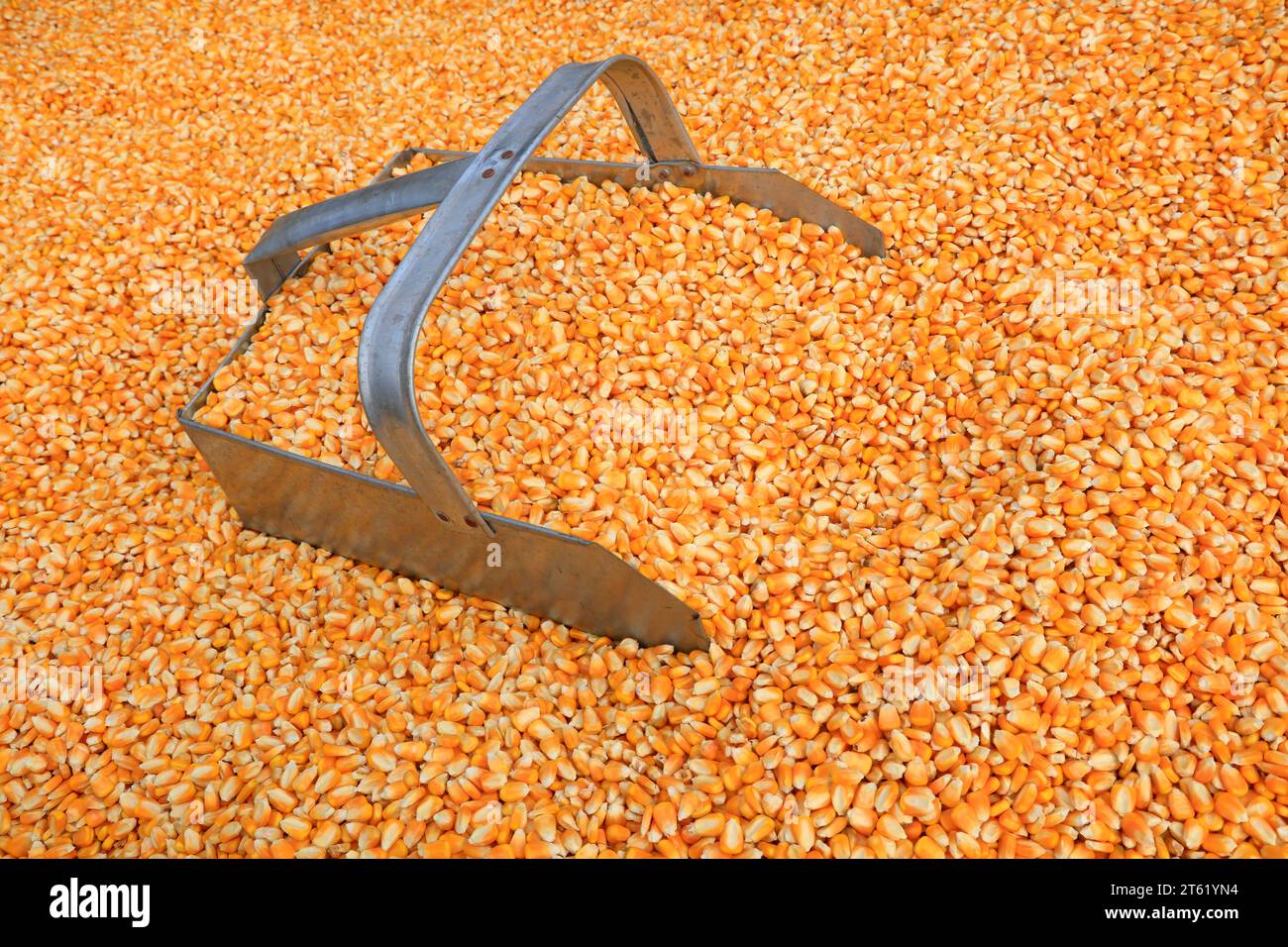 Corn seeds and seal dustpan Stock Photo - Alamy