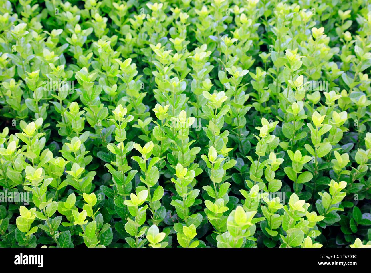 Littleleaf hi-res stock photography and images - Alamy