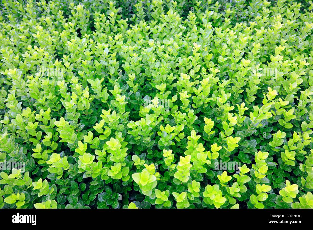 Littleleaf hi-res stock photography and images - Alamy