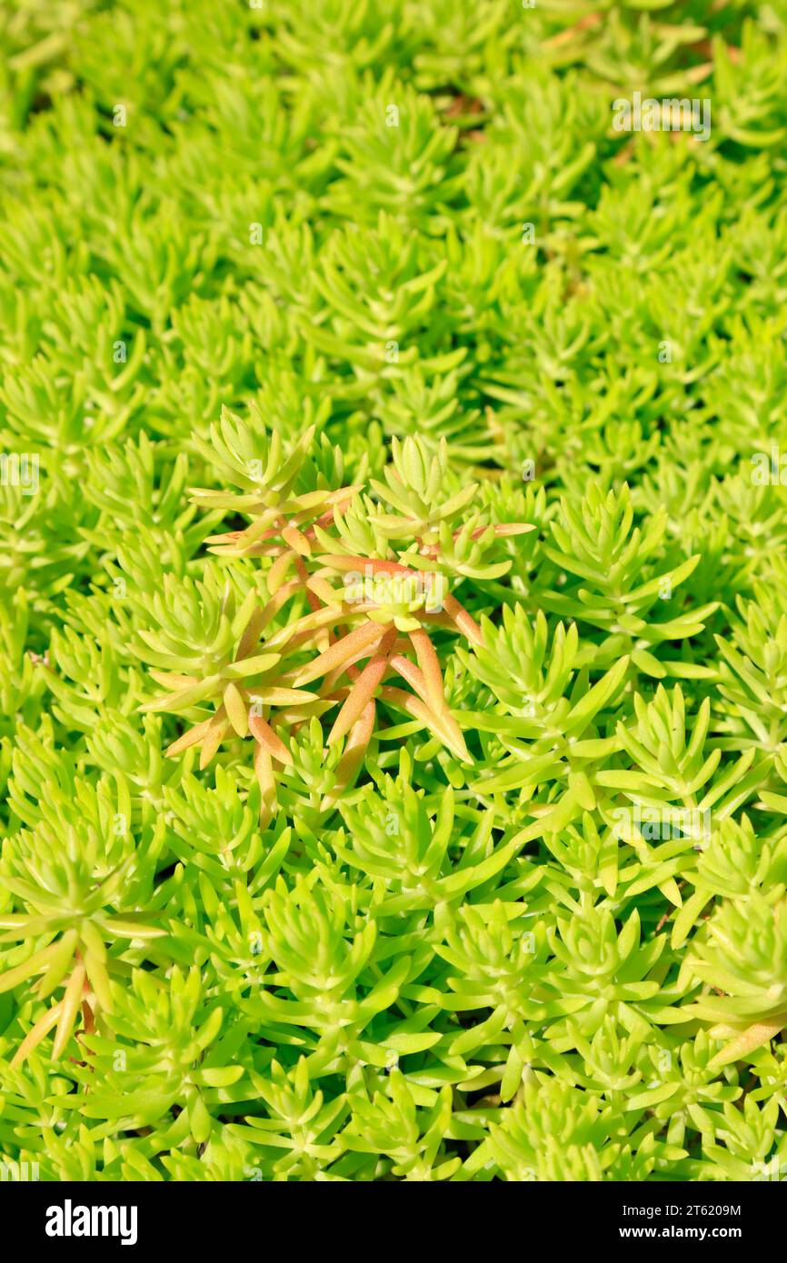 Sedum lineare Thunb Stock Photo - Alamy