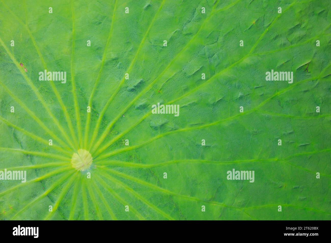 Lotus leaf texture Stock Photo - Alamy