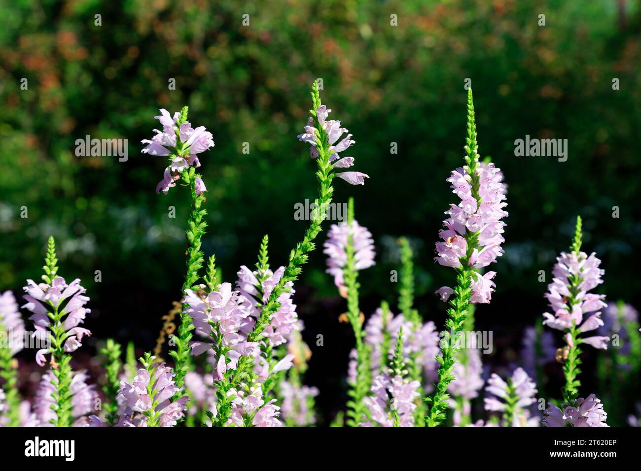 Physostegia virginiana planting hi-res stock photography and images - Alamy