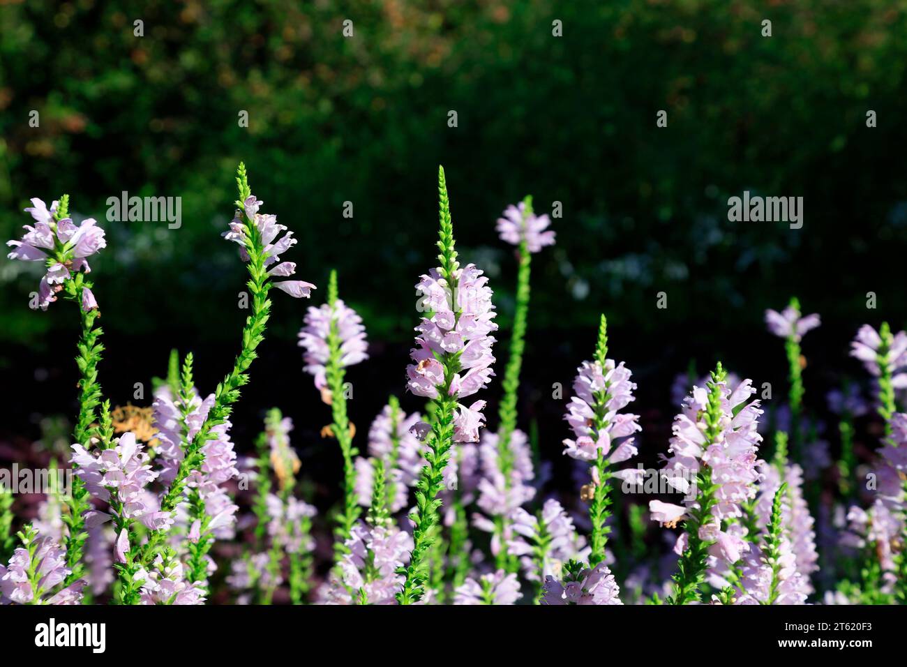 Physostegia virginiana planting hi-res stock photography and images - Alamy