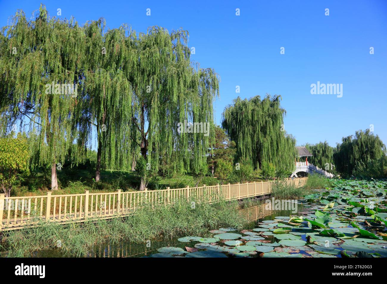 Lotus pond landscape architecture Stock Photo - Alamy