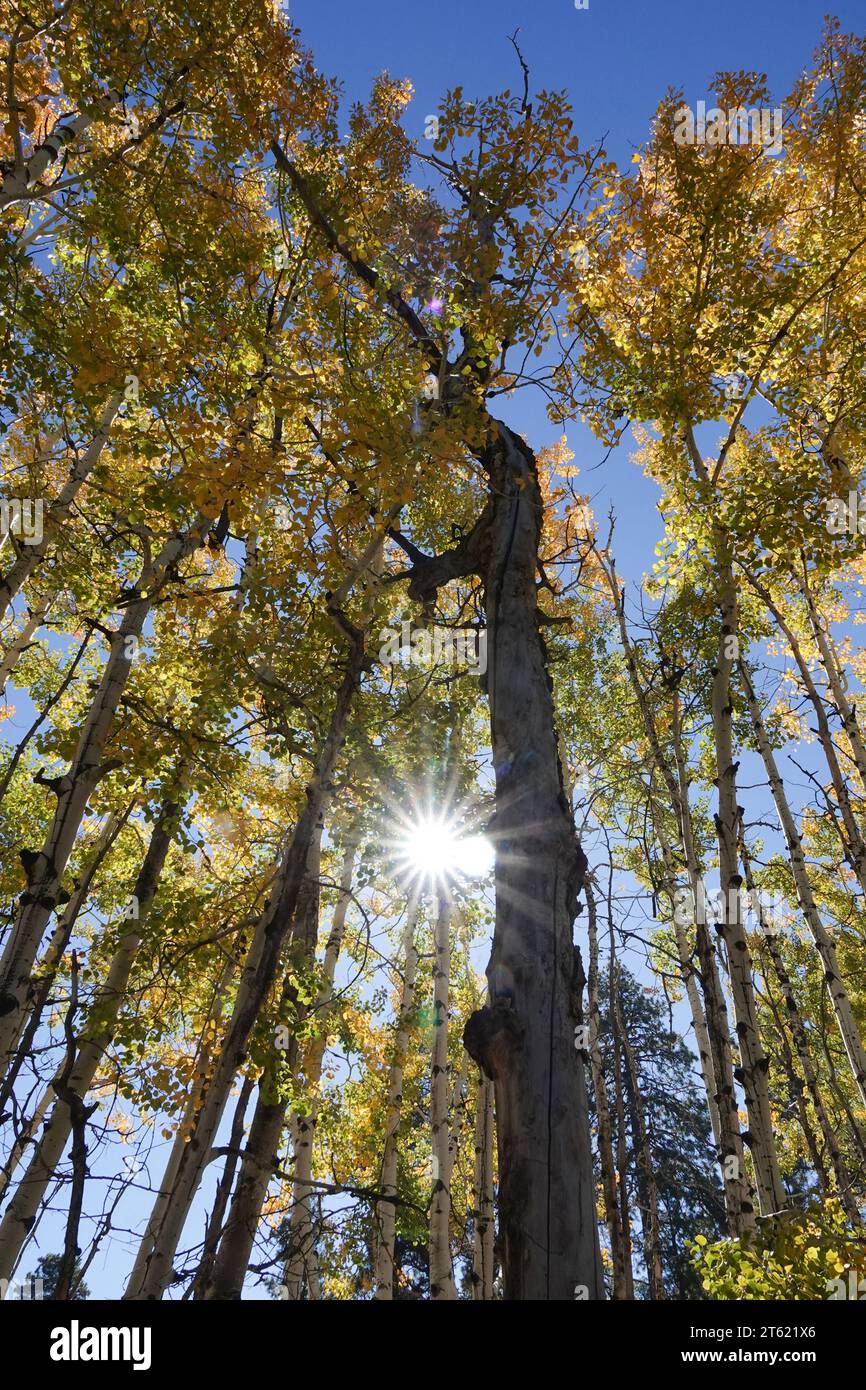 A group of ponderosa pine trees turn yellow during autumn as the ...