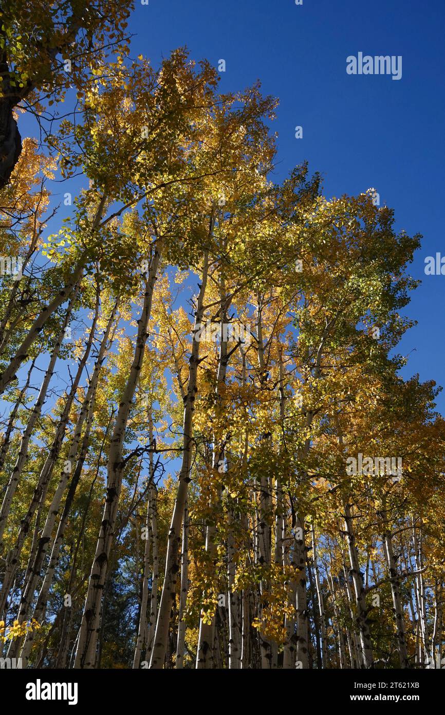 A group of ponderosa pine trees turn yellow during autumn as the ...