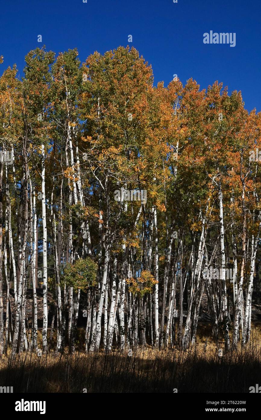 A group of ponderosa pine trees turn yellow during autumn as the ...
