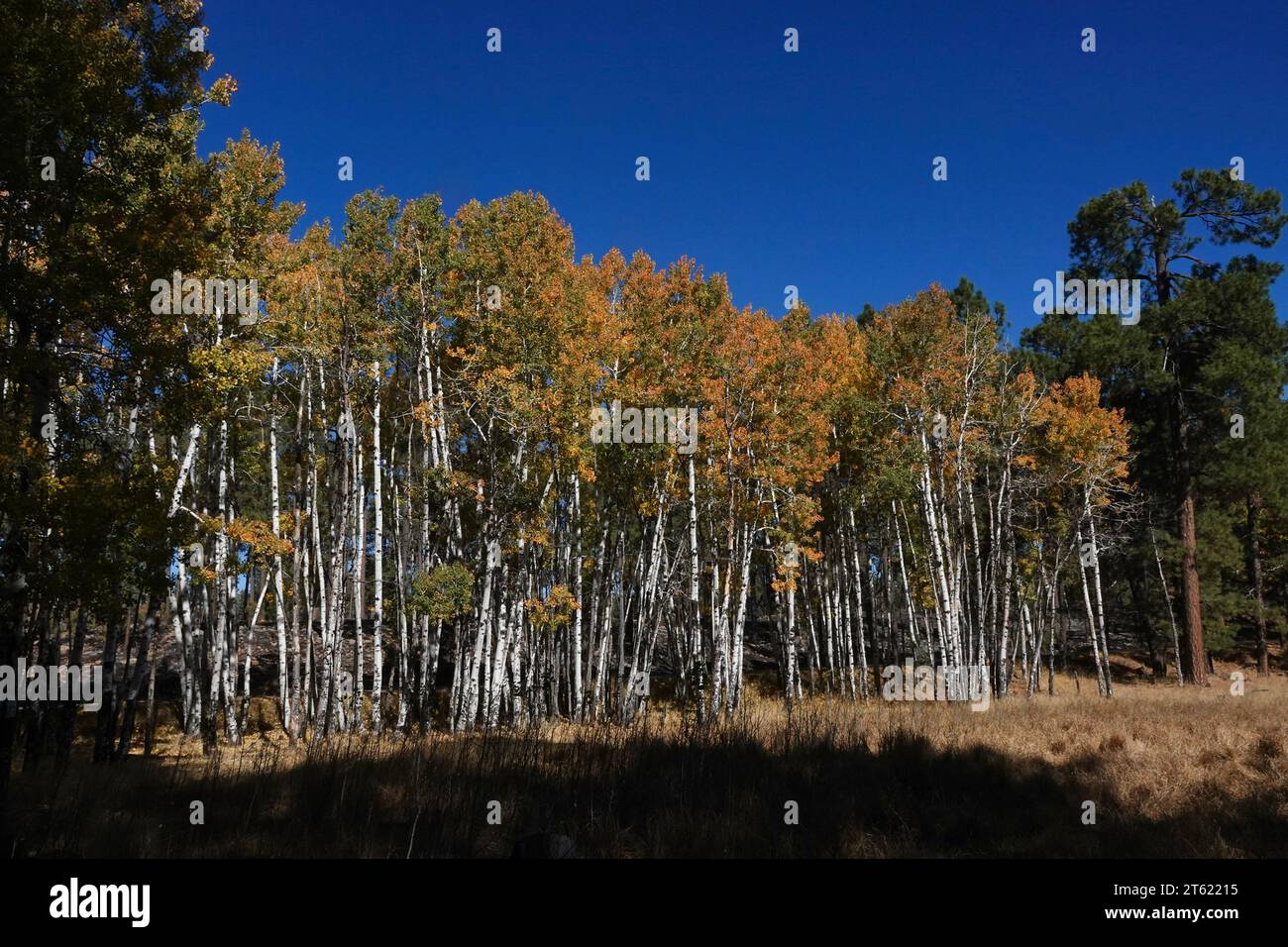 A group of ponderosa pine trees turn yellow during autumn as the ...