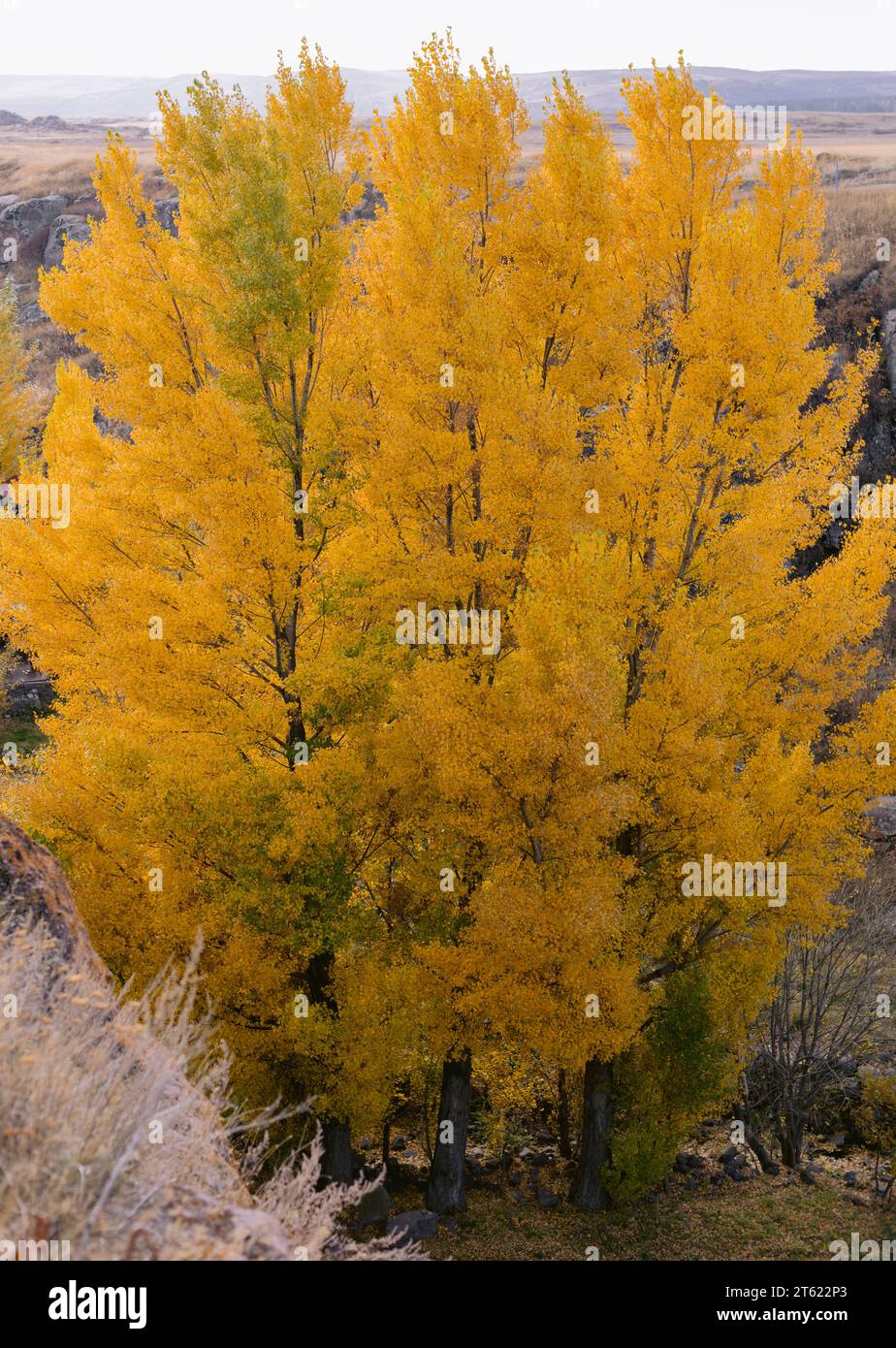 A scenic landscape with a cluster of yellow trees in autumn Stock Photo ...