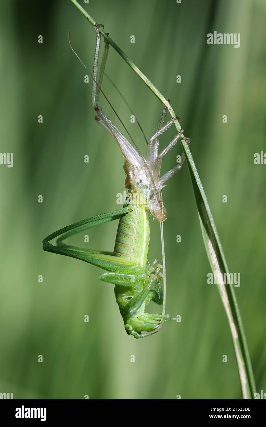 Tettigonia viridissima, commonly known as the great green bush-cricket ...
