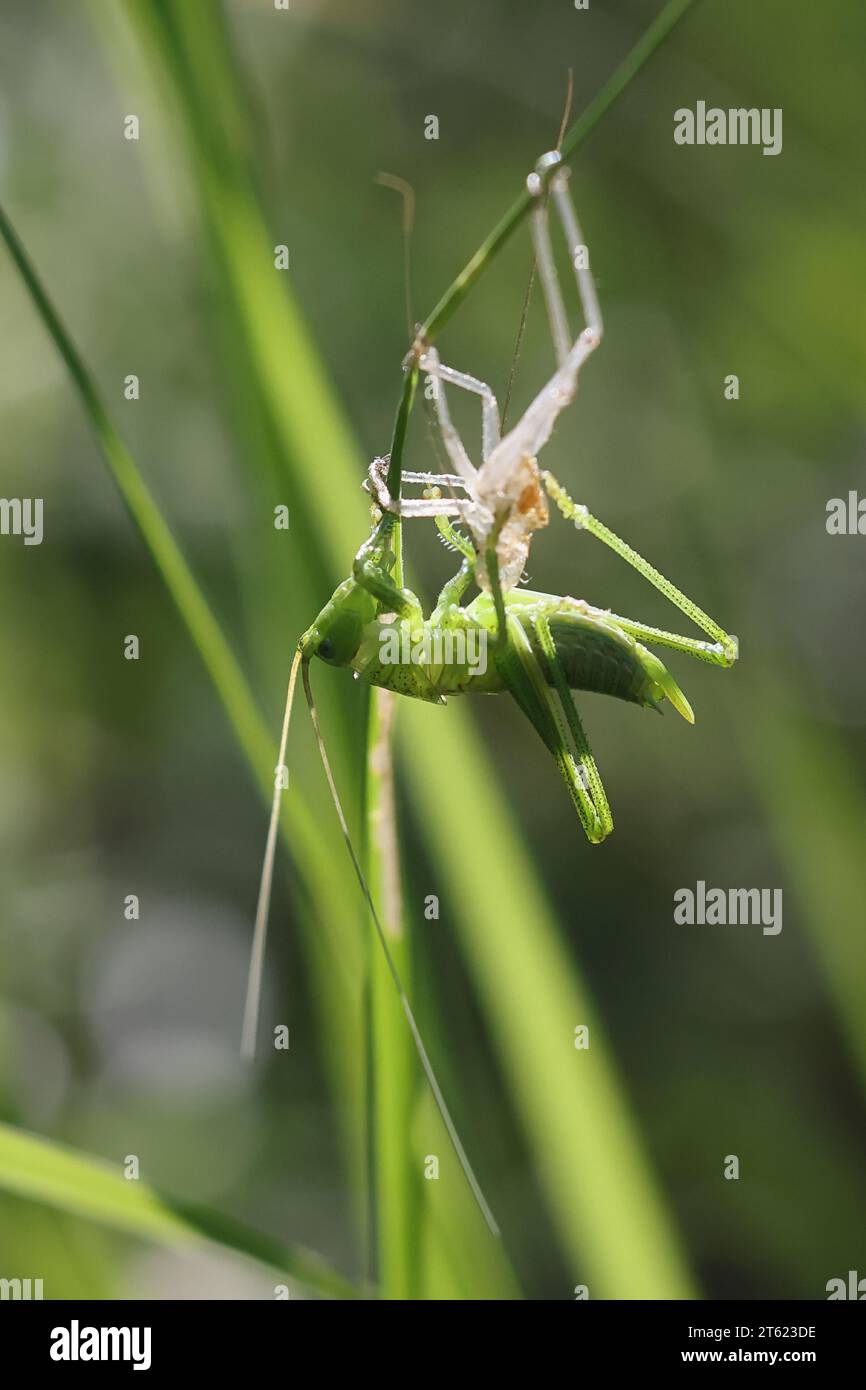 Tettigonia viridissima, commonly known as the great green bush-cricket ...