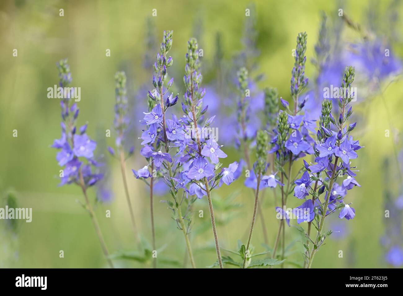 Austrian speedwell, Veronica austriaca, also known as broadleaf ...