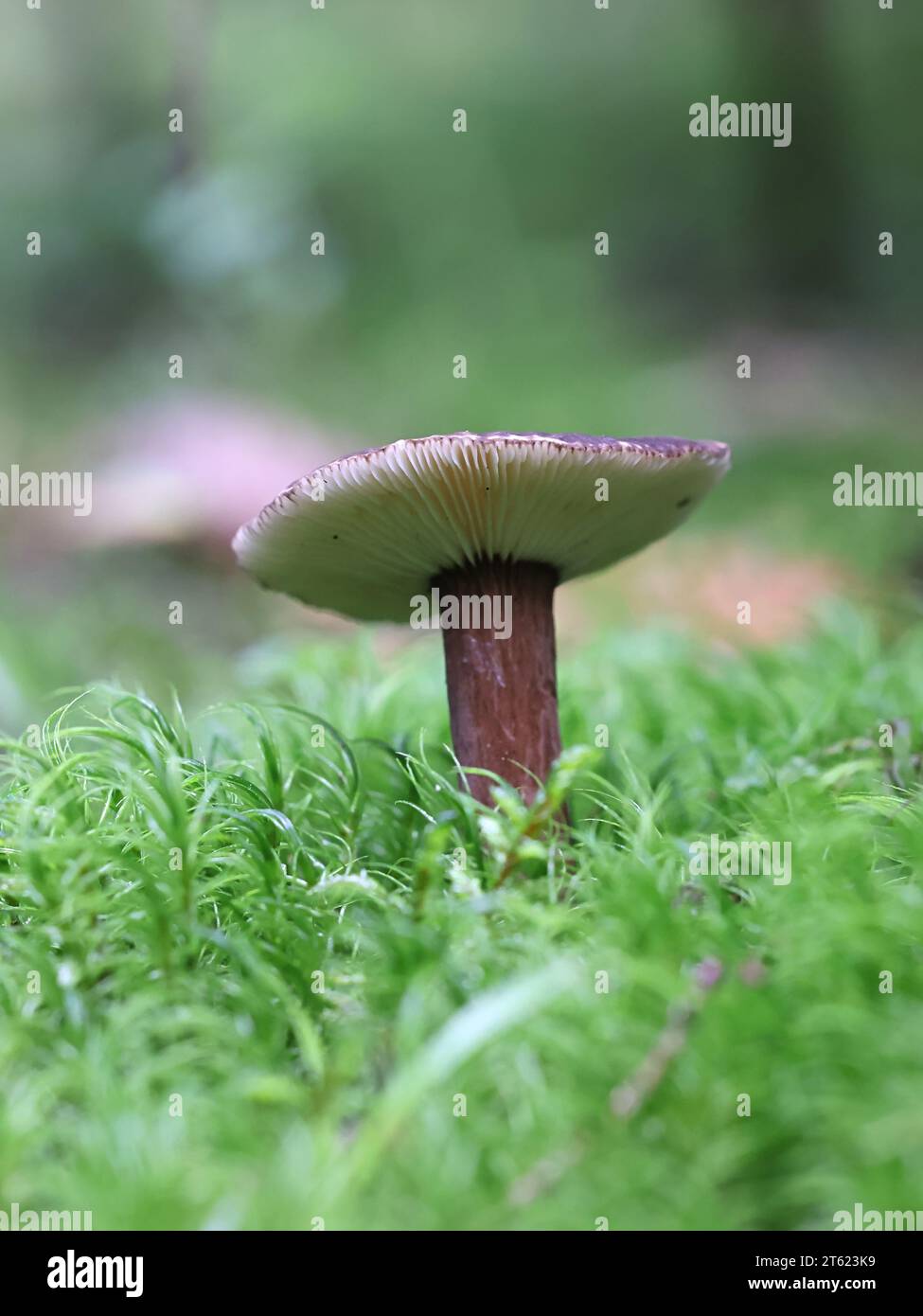 Velvet milk cap hi-res stock photography and images - Alamy