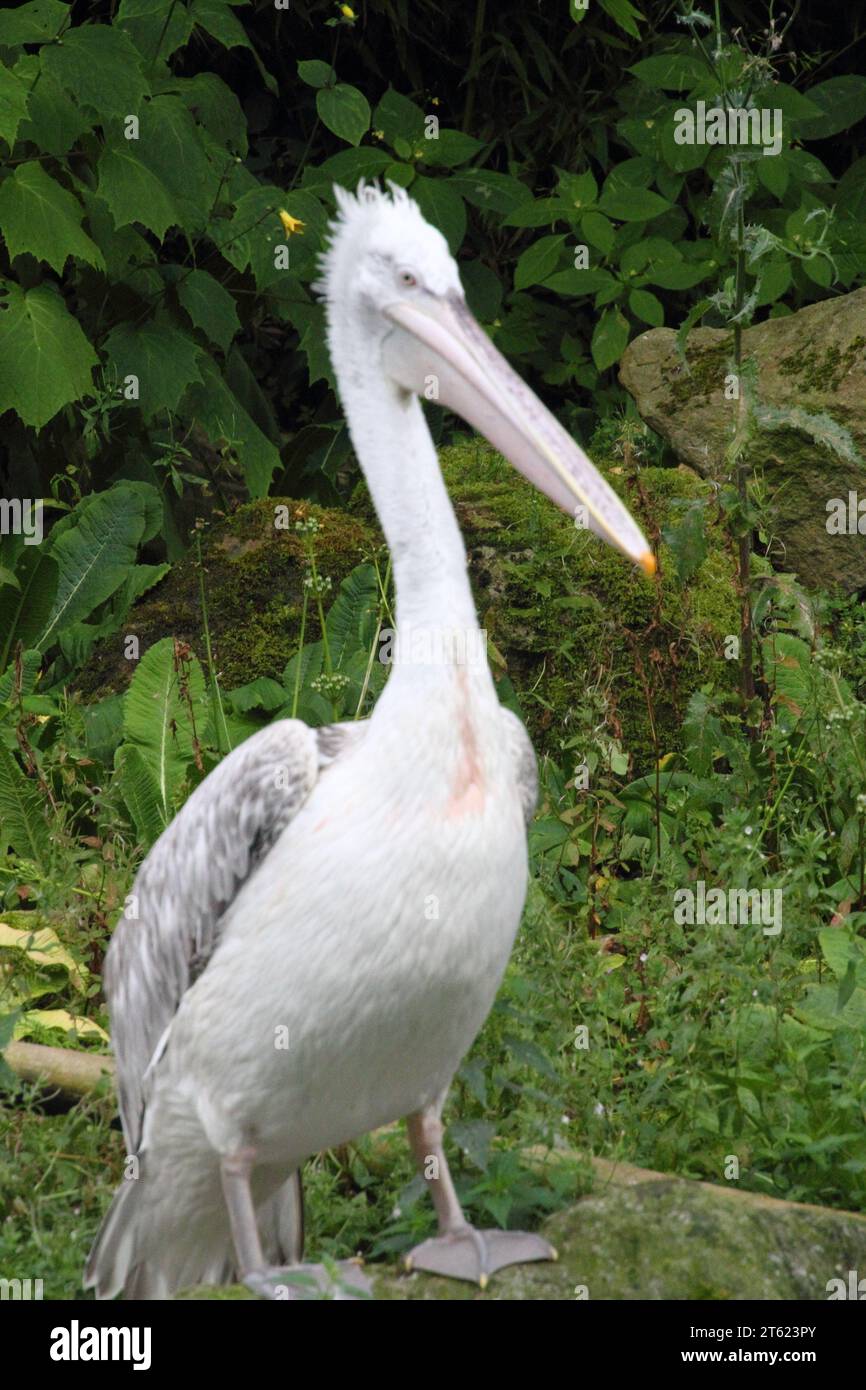 The Dalmatian pelican (Pelecanus crispus) is a massive member of the ...