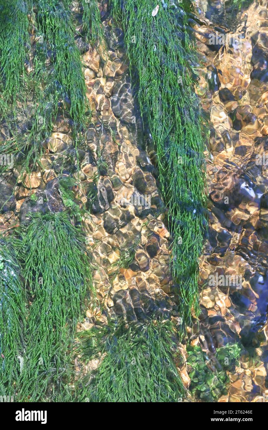 Fontinalis dalecarlica, commonly known as fountain moss, brook moss or ...