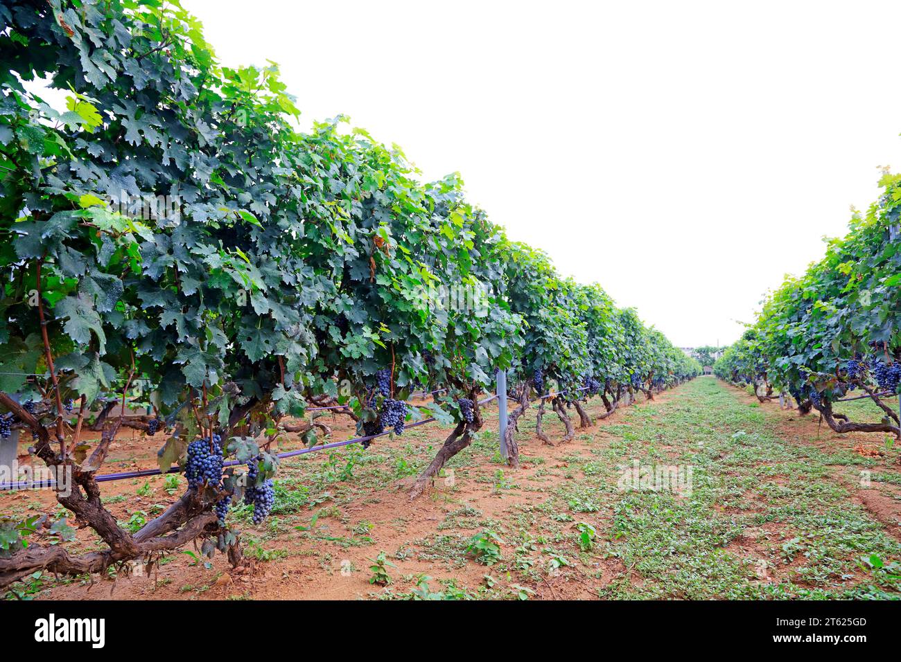 Cabernet sauvignon grapes planting base, China Stock Photo - Alamy