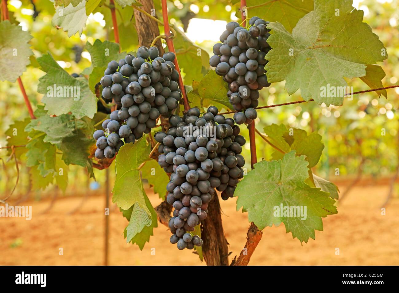 Vineyards and grapes promenade hi-res stock photography and images - Alamy