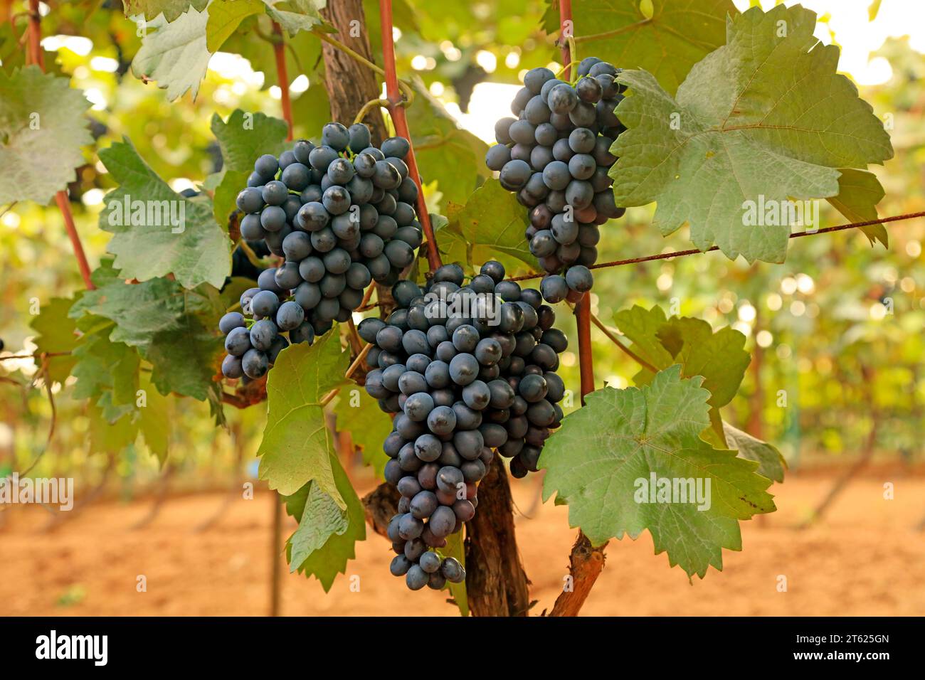 Vineyards and grapes promenade hi-res stock photography and images - Alamy