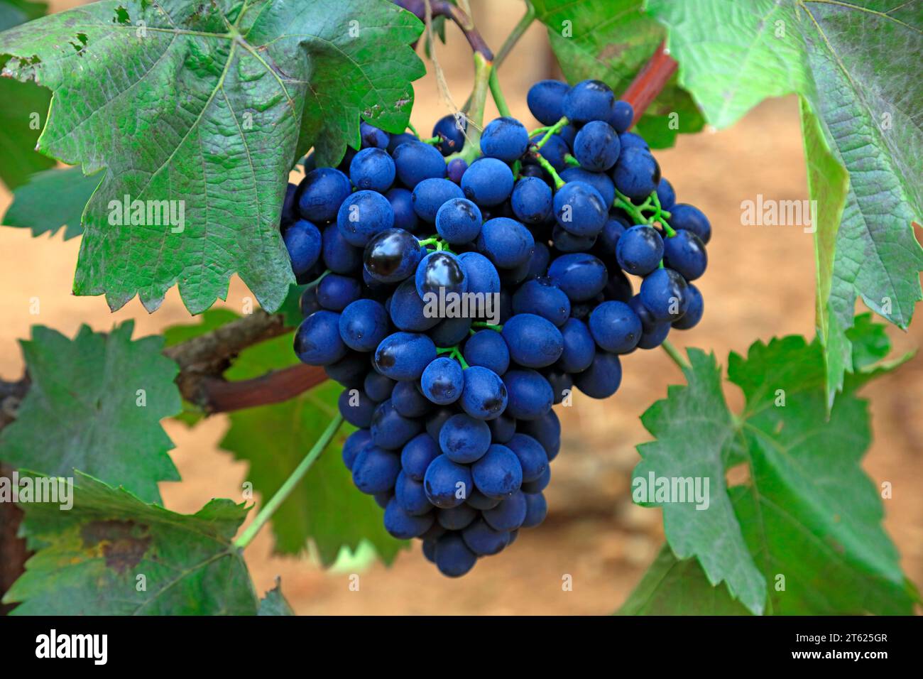 grape planting base Stock Photo - Alamy