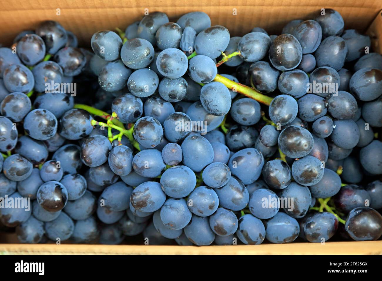 grape planting base Stock Photo - Alamy