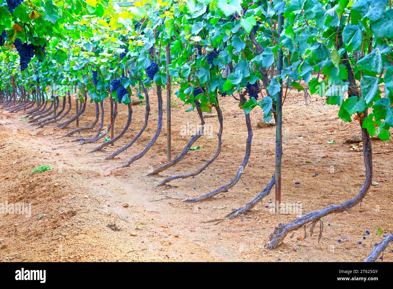 grape planting base Stock Photo - Alamy