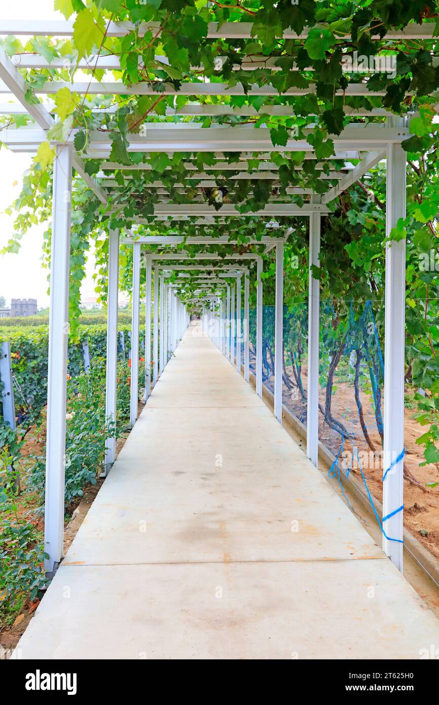 Grape planting base Stock Photo - Alamy