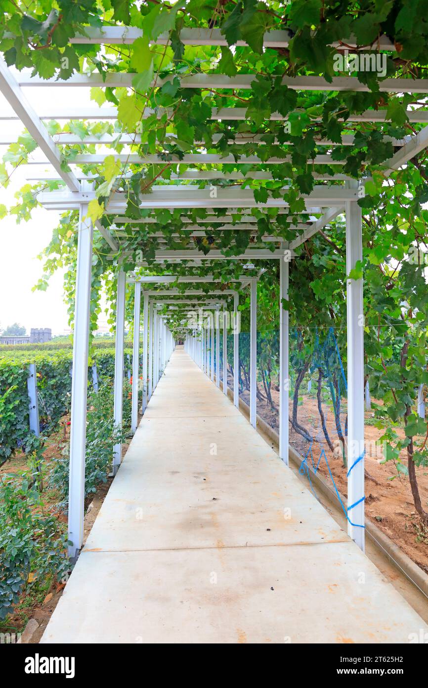 Grape planting base Stock Photo - Alamy