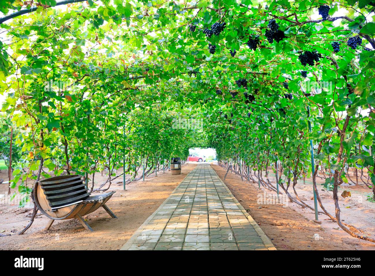 Grape planting base Stock Photo - Alamy