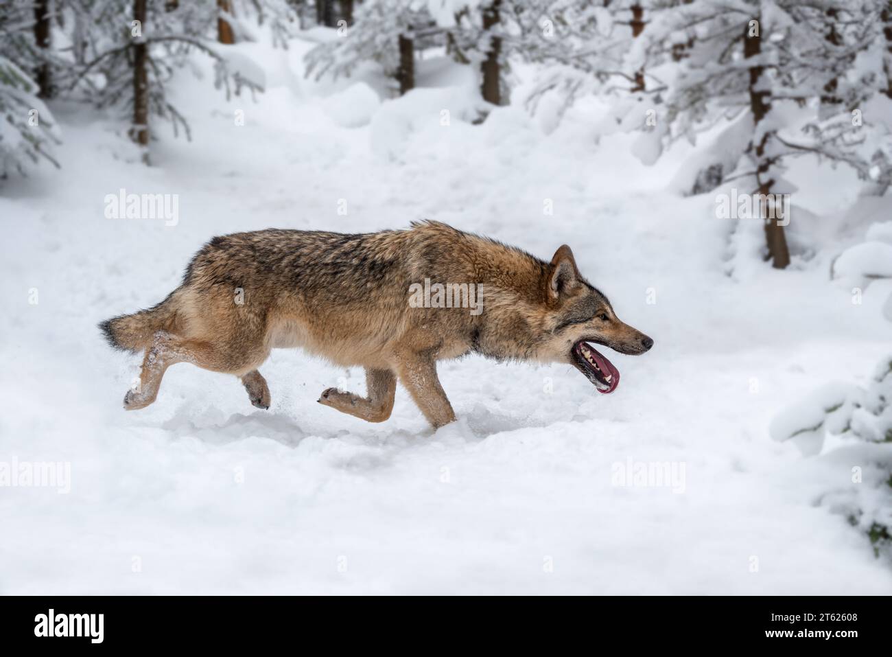 Gray wolf, Canis lupus in the winter forest. Wolf in the nature habitat ...