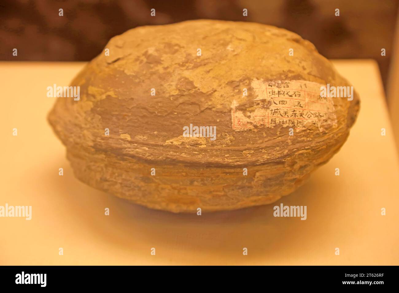 Mussel fossils in the Museum Stock Photo - Alamy