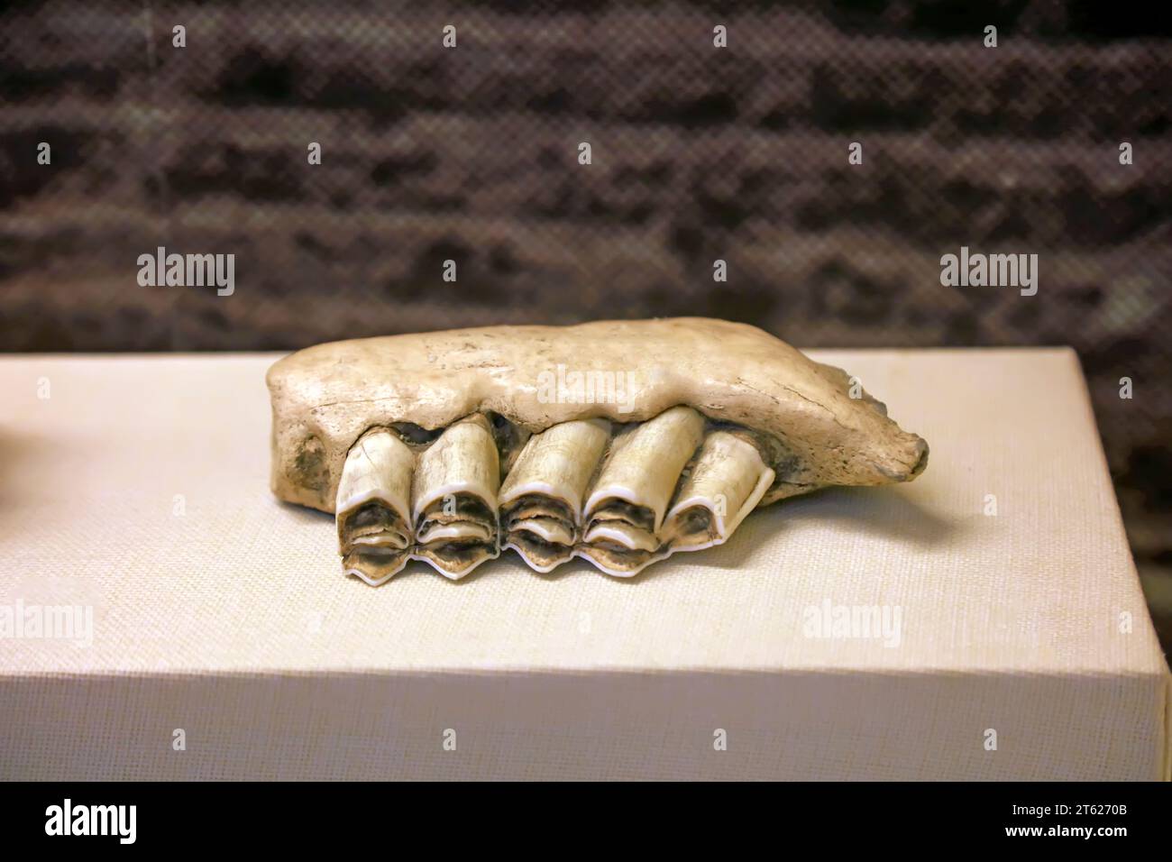 Camel tooth fossils Stock Photo - Alamy