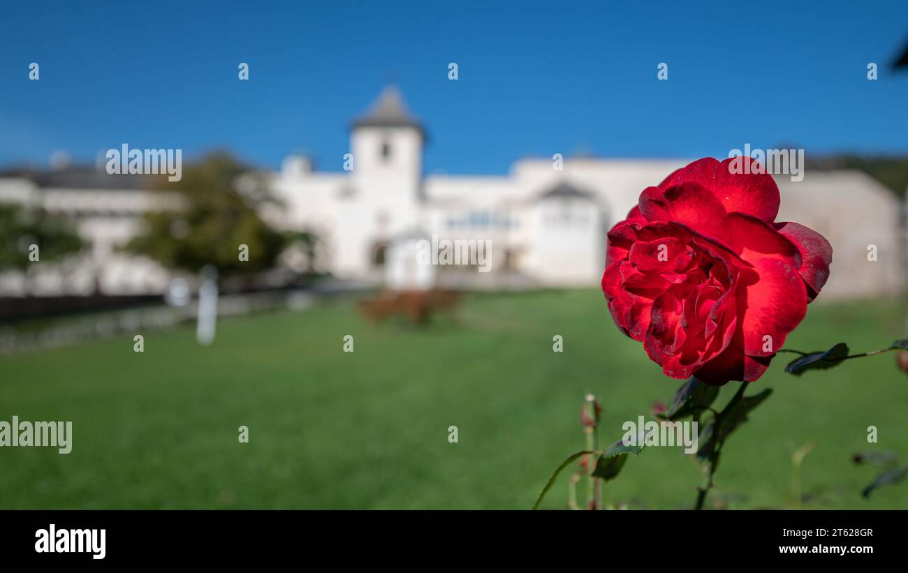 A red rose against the Horezu Monastery in Romania Stock Photo - Alamy